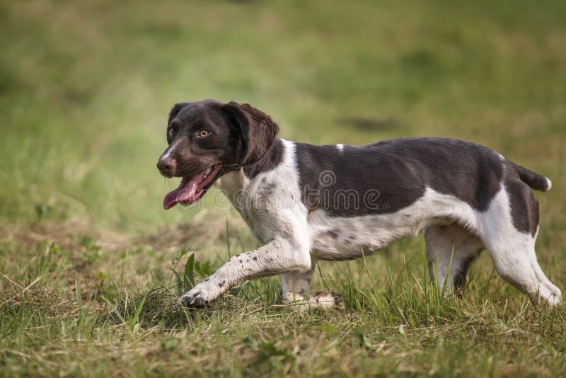 Springer Spaniel Dog in a Field in Bracknell Stock Image - Image of ...