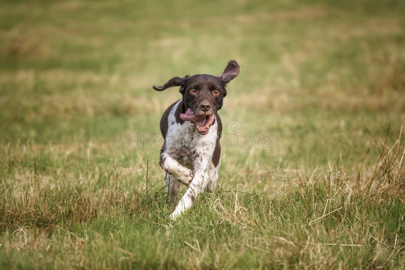 Springer Spaniel Dog in a Field in Bracknell Stock Photo - Image of ...