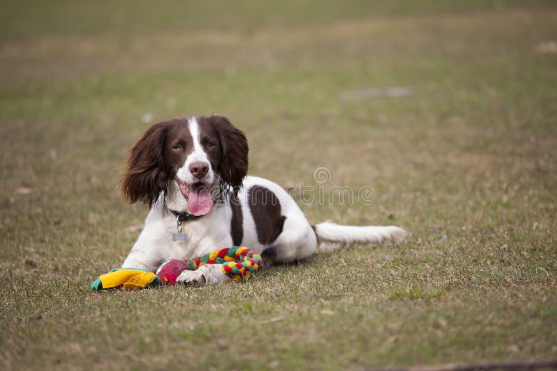 Springer Spaniel Dog Playing Stock Image - Image of happy, friendly ...