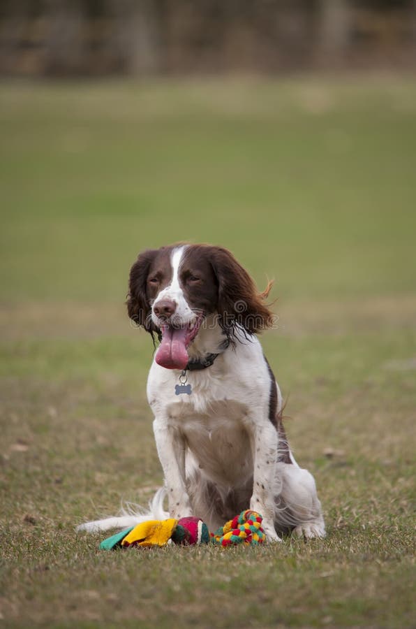 Springer Spaniel Dog Playing Stock Image - Image of mammal, grass: 51903457
