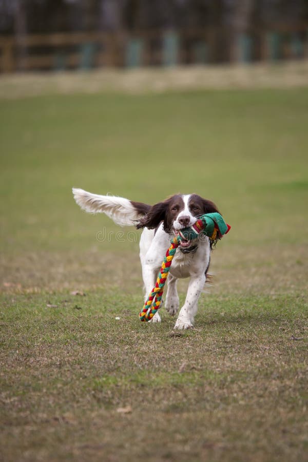 Springer Spaniel Dog Playing Stock Photo - Image of animal, english ...