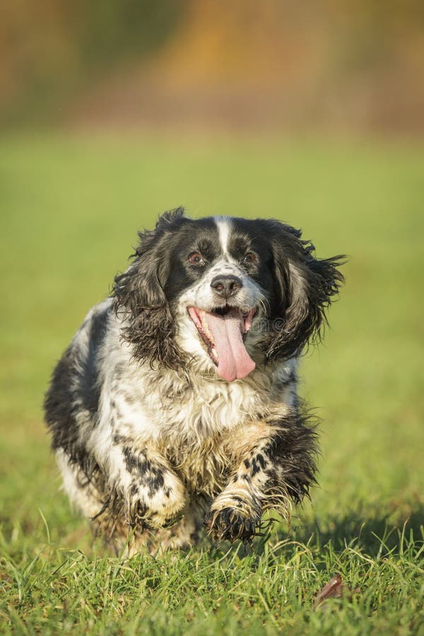 Springer Spaniel Dog stock photo. Image of nature, outside - 81473156