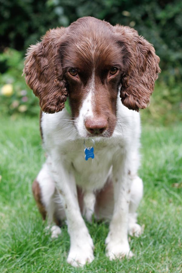 Springer Spaniel Dog Portrait Stock Image - Image of camera, serious ...