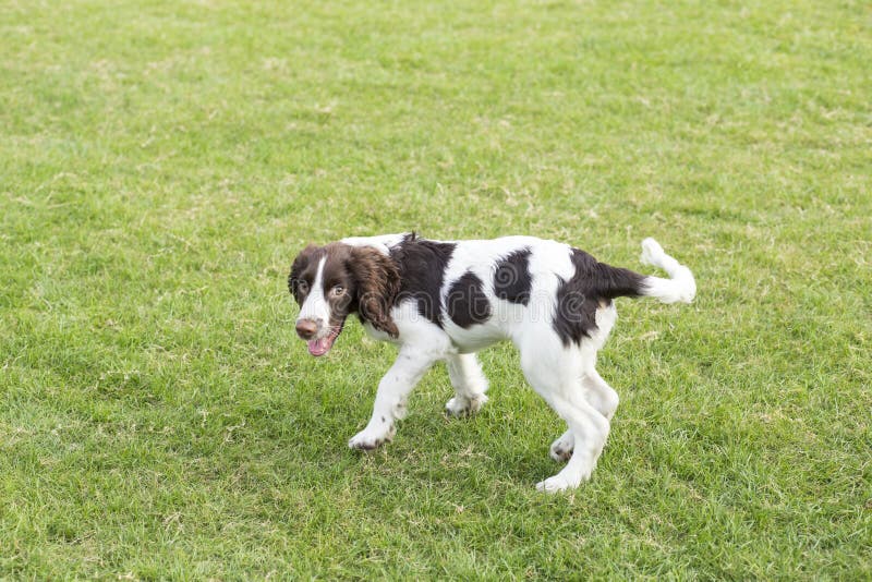 Springer Spaniel stock photo. Image of ears, lawn, dogs - 103477030