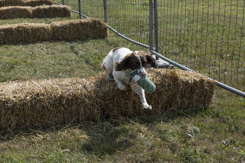 Springer Spaniel Going Over Hay Bales Stock Image - Image of ears ...