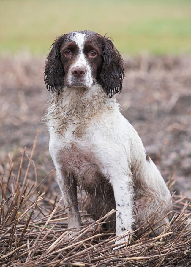 Sad springer spaniel dog stock photo. Image of ears, shot - 28602124
