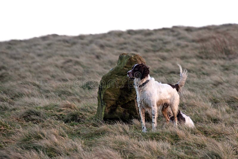 Springer Spaniel Moors Stock Photos - Free & Royalty-Free Stock Photos ...