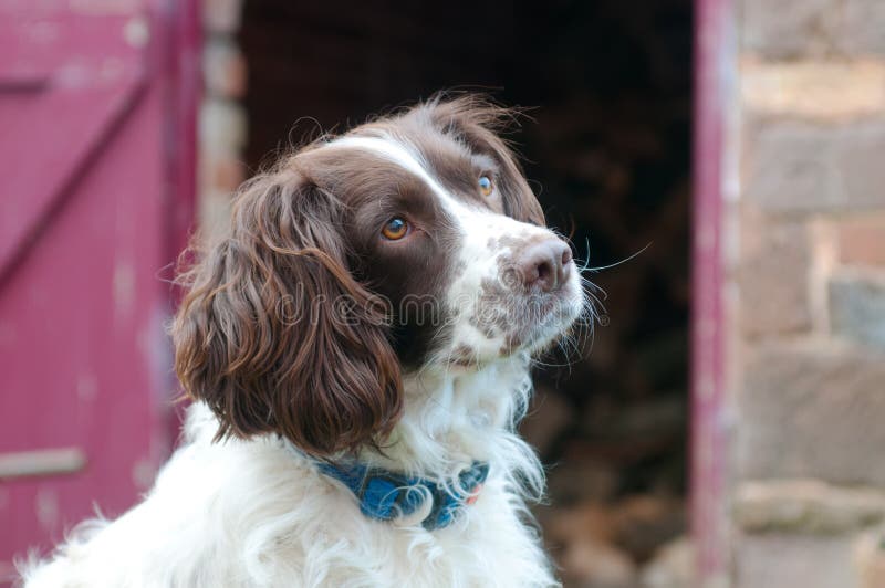 Springer Spaniel Portrait stock image. Image of gentle - 66458819
