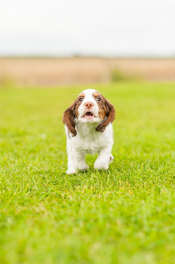Springer Spaniel Pup stock photo. Image of purebred, domestic - 41985400