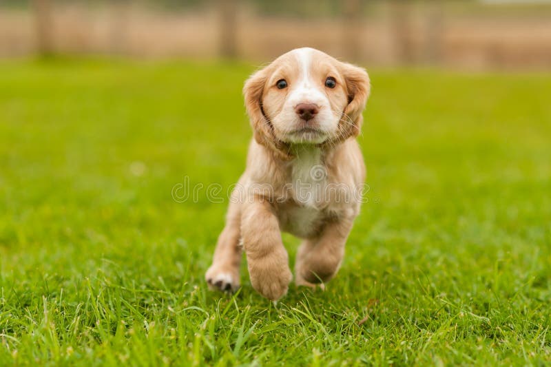Springer Spaniel Pup stock photo. Image of outside, young - 41985402