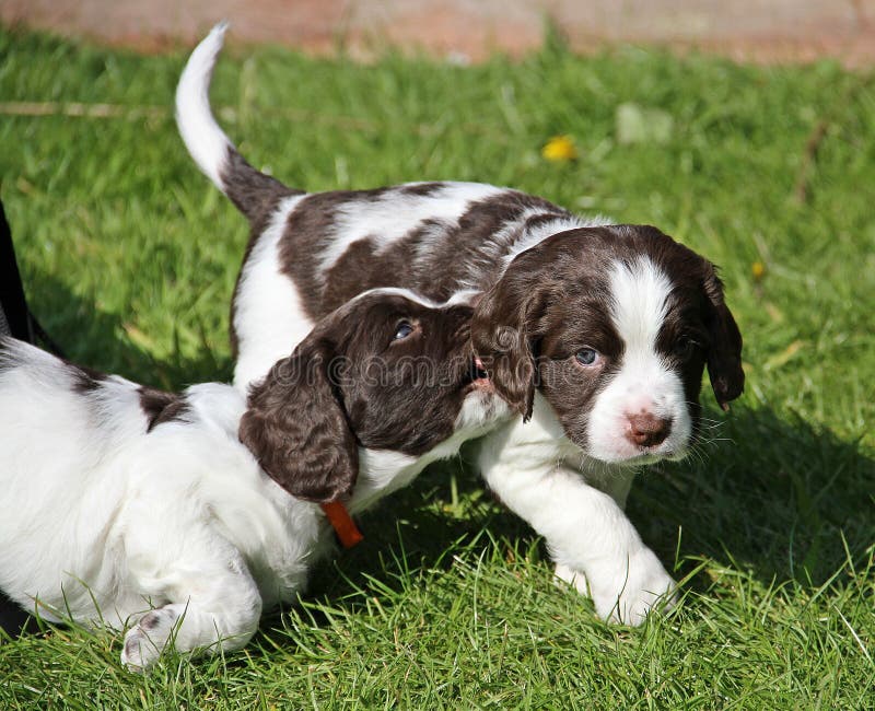 Springer Spaniel puppies stock photo. Image of white - 96801028
