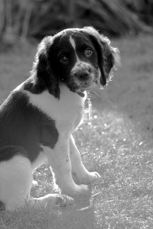 Springer Spaniel puppy stock image. Image of puppy, spaniel - 96801381