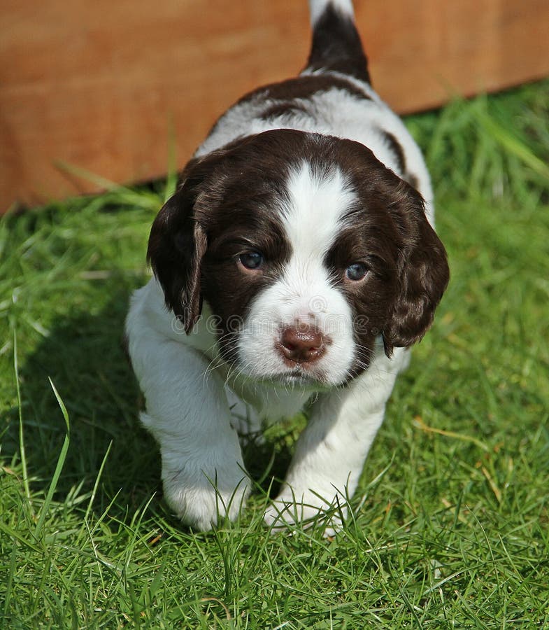 Springer Spaniel puppy stock photo. Image of cute, springer - 96800936