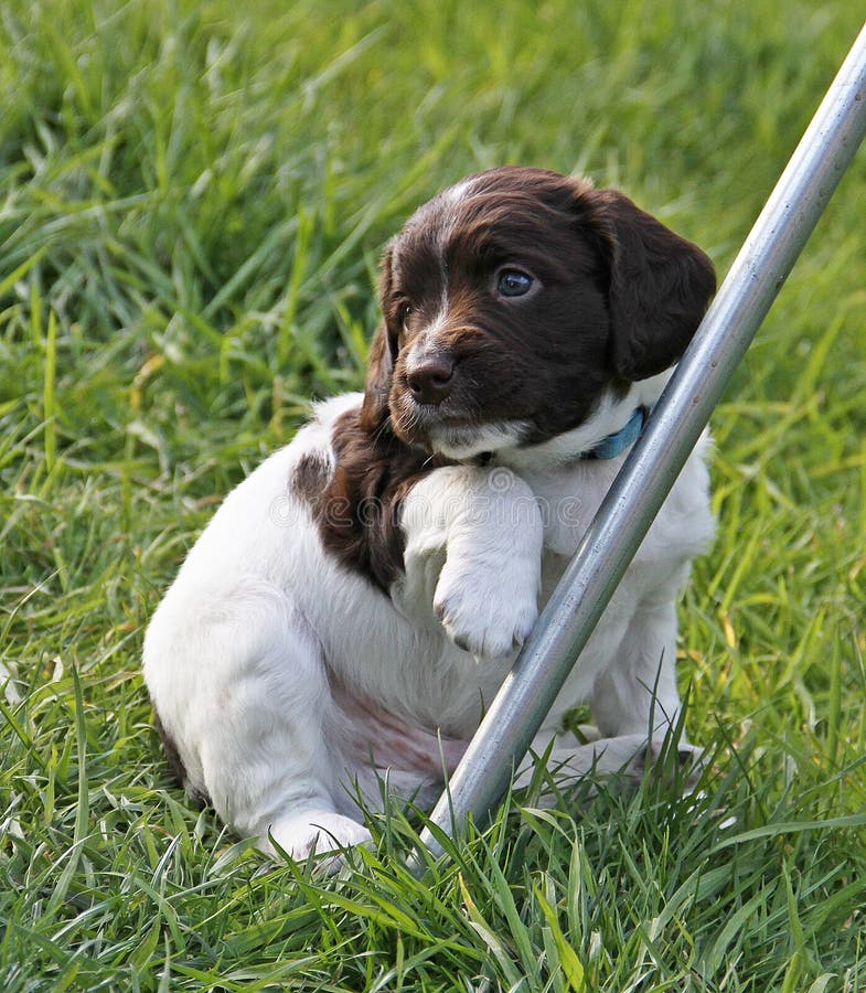 Springer Spaniel puppy stock photo. Image of cute, springer - 96800936