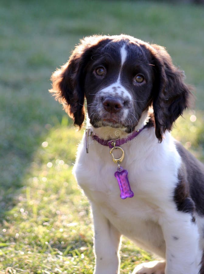 Springer Spaniel puppy stock photo. Image of cute, springer - 96800936