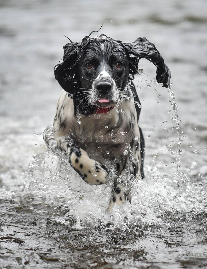 Springer Spaniel in the River Stock Photo - Image of friendly, spaniel ...