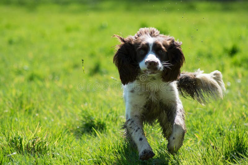 Spaniel Running Stock Photos - Download 1,934 Royalty Free Photos