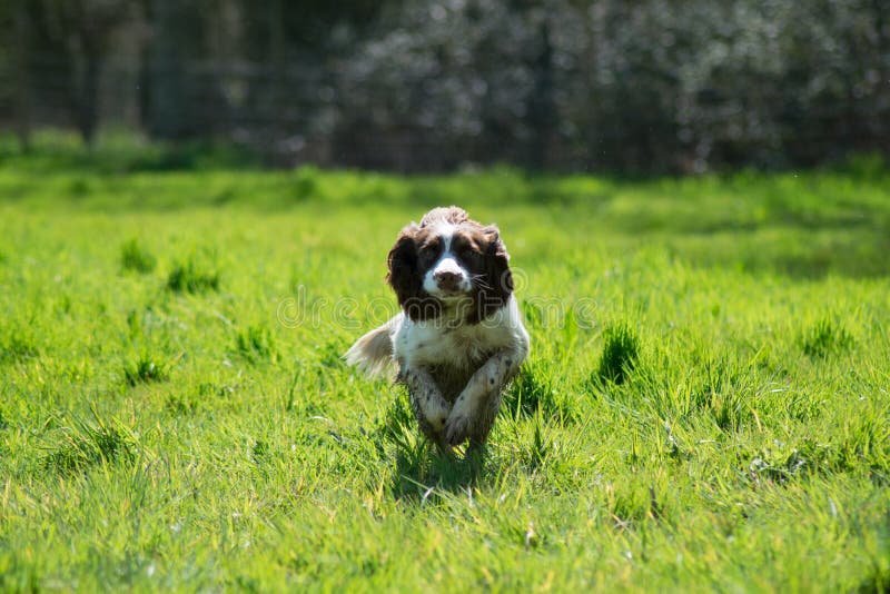 Springer Spaniel running stock photo. Image of pasture - 73163410