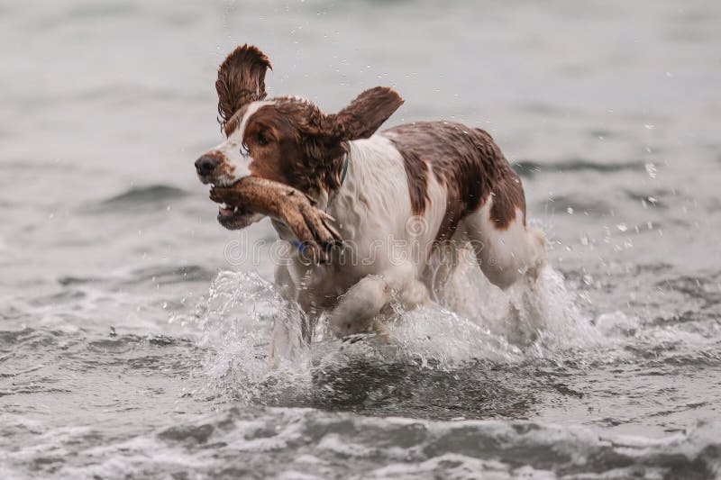 Springer spaniel stock photo. Image of stick, running - 339706204