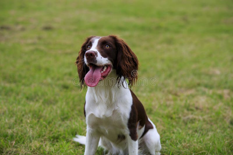 Springer Spaniel sitting stock photo. Image of brown - 26875942