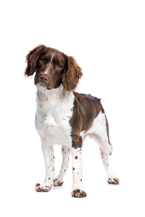 Springer Spaniel stock photo. Image of white, vertebrate - 24406876