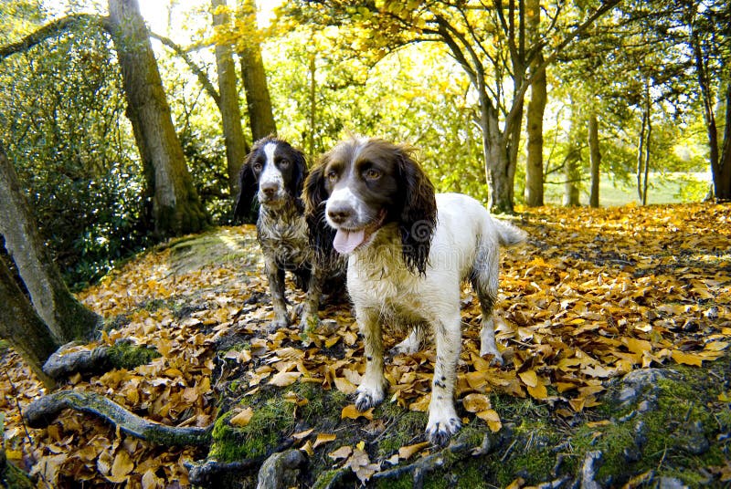 English Springer Spaniel with Toy Stock Photo - Image of grass, field ...