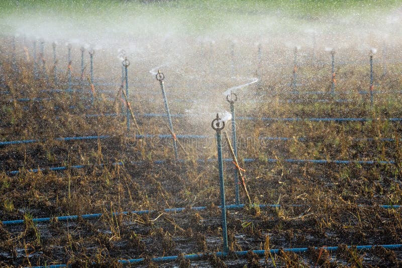 Springer is Spraying Water. Stock Image - Image of spring, trees: 113786647