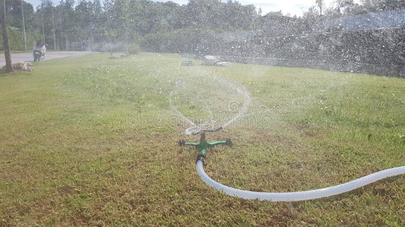 Springer stock photo. Image of springer, spring, grass - 84407054