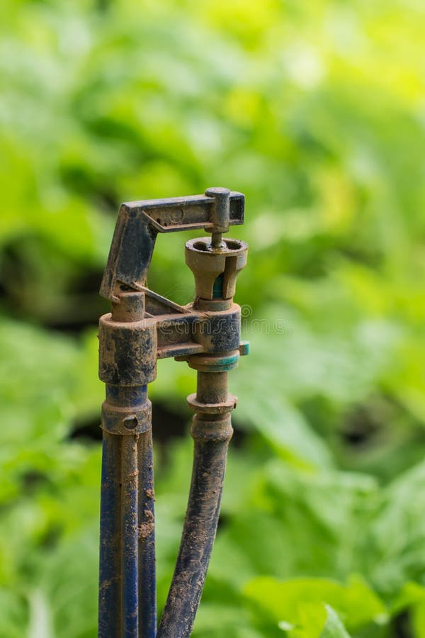 Springle stock image. Image of plant, blue, irrigation - 15707321