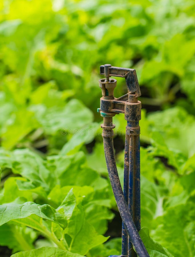 Springle stock image. Image of plant, blue, irrigation - 15707321