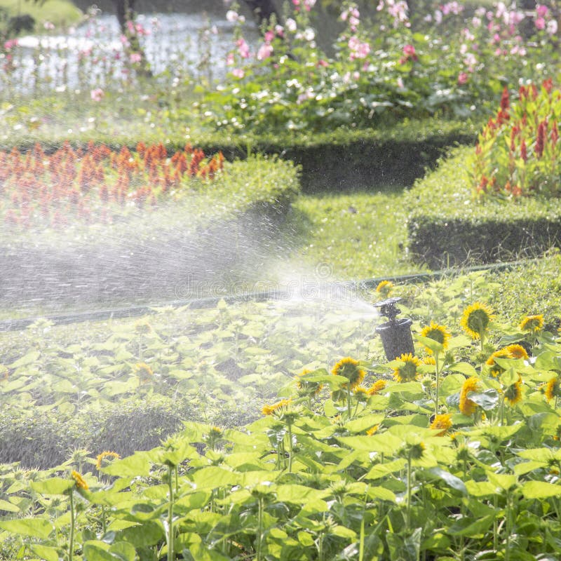 Springer Watering in Garden Stock Photo - Image of green, water: 137181254