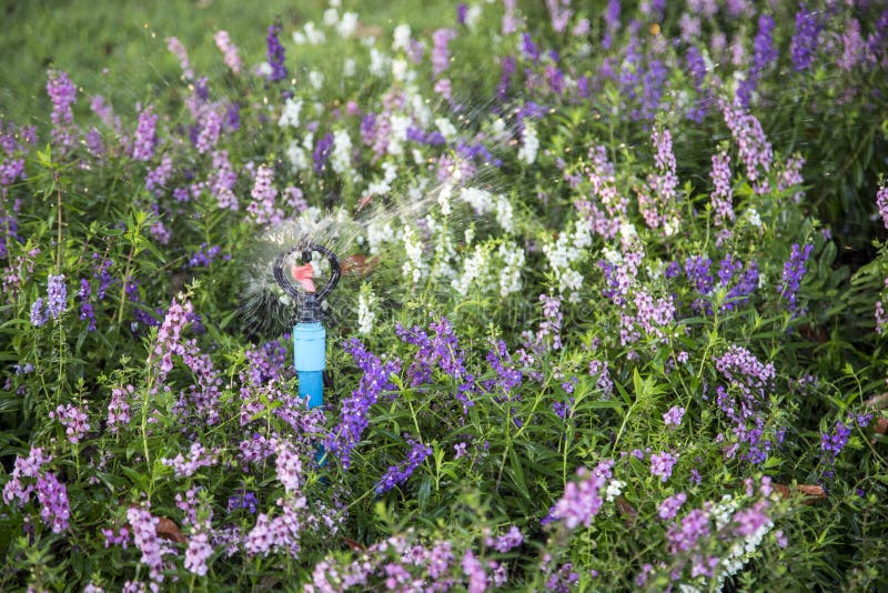 Springer Watering in Garden Stock Image - Image of water, agriculture ...