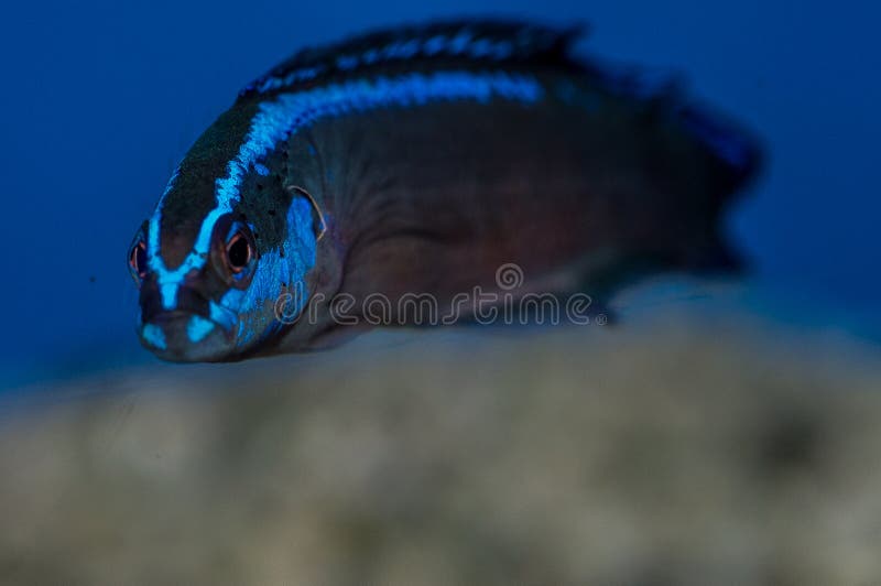 Springeri Dottyback stock image. Image of closeup, aquarium - 91699667