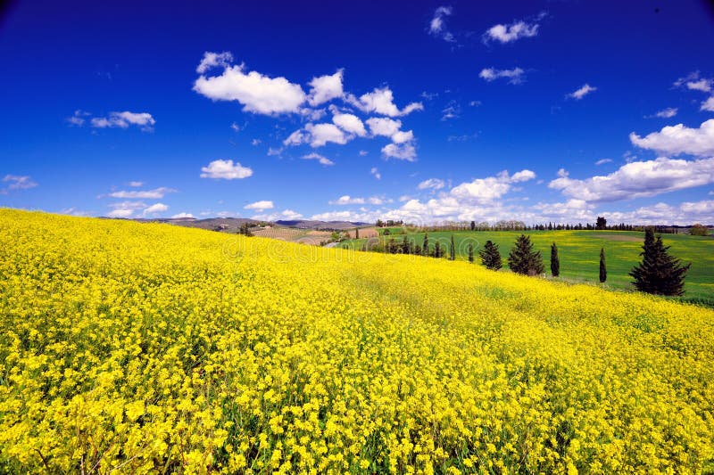 Springfield stock photo. Image of flower, nature, europe - 24546918