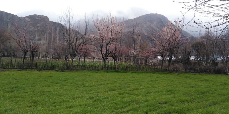 Springfield with Blooming Trees Stock Photo - Image of trees, lawn ...