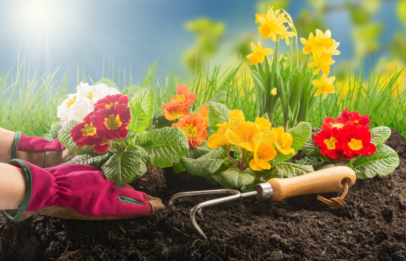 Springflowers - Gardening in Springtime Stock Photo - Image of gardener ...