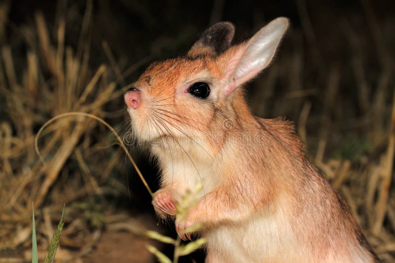 Desert dormouse stock photo. Image of black, desert - 108831764