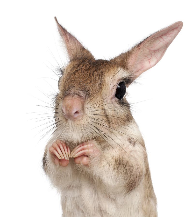 Springhare stock image. Image of eyes, furry, cute, claws - 36652961