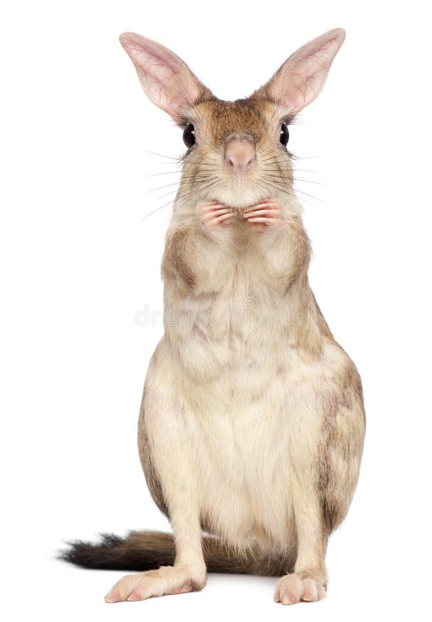 Springhare stock image. Image of eyes, furry, cute, claws - 36652961