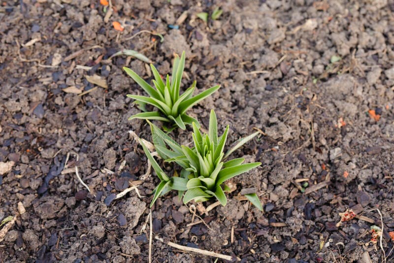 Springing Forth are New Liles for the New Year Stock Image - Image of ...