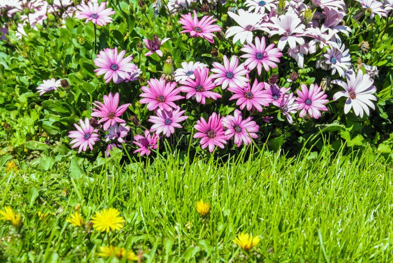 Springly background stock image. Image of gerber, colorful - 89342383