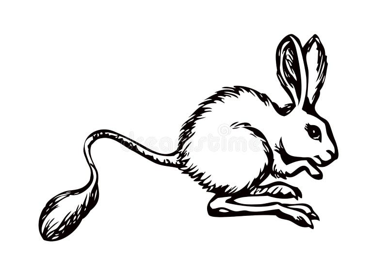 Springmuis Vector tekening vector illustratie. Illustration of hoofd ...