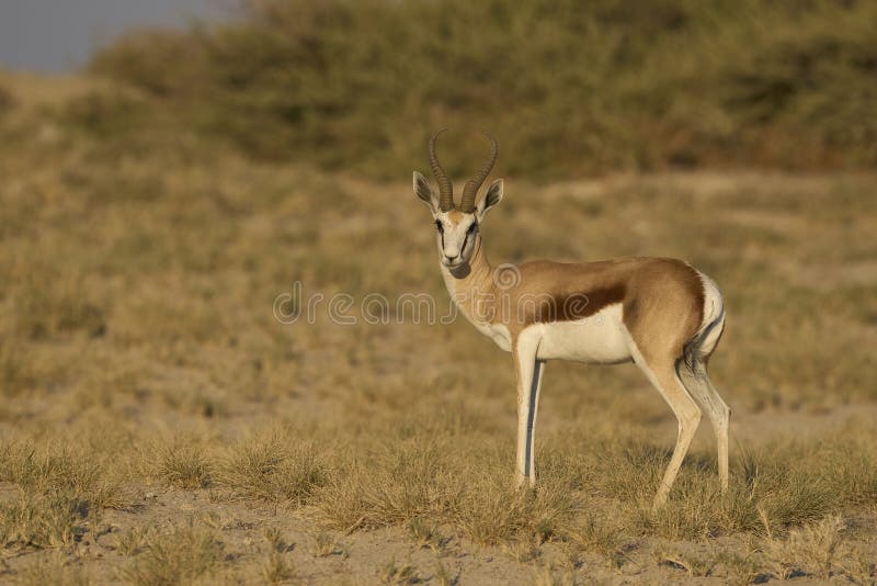 Springok in Etosha National Park, Namibia Stock Photo - Image of ...