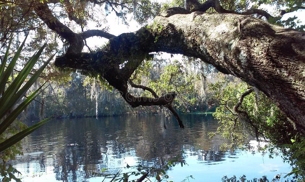 Springs stock photo. Image of peace, springs, chill, relax - 47622388