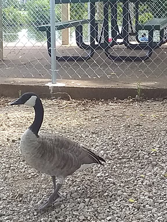 3 springs duck park 2019 stock image. Image of park - 209046831