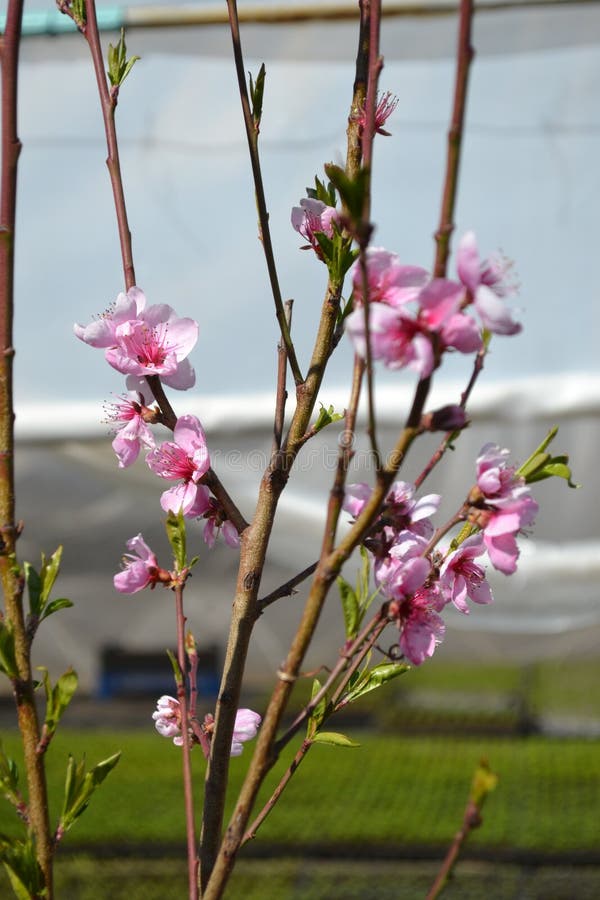 Springs Flowers always Hit S Different Stock Image - Image of flower ...
