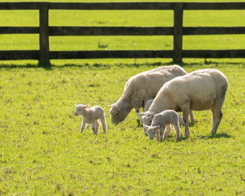 Spring Lambs and Ewes Grazing Stock Photo - Image of people, landscape ...