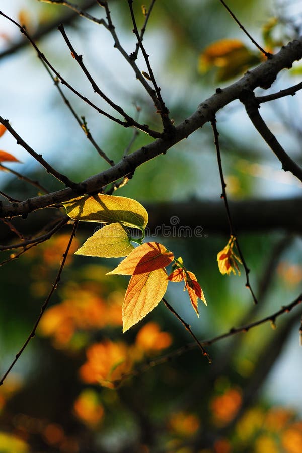 Springs leaves stock image. Image of recharge, tree, trunk - 70659893