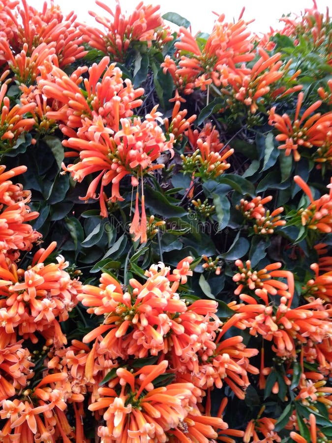 Springs in a Red Bloom stock photo. Image of bloom, natural - 153278840