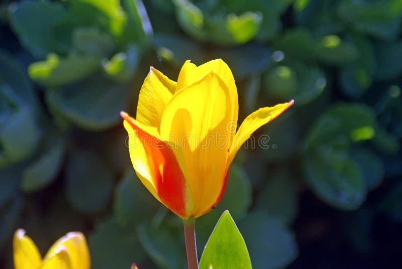 Springs up stock image. Image of bunch, plant, foreground - 53043137
